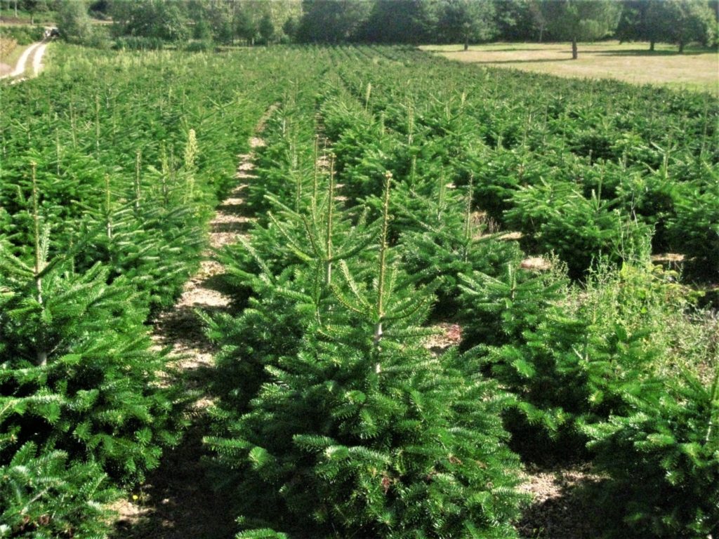 champs sapins Nordamnn - Rochefort Sapins : Spécialiste des sapins de ...